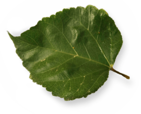 Fox Valley Tree Care Services - Fox Valley Tree Care